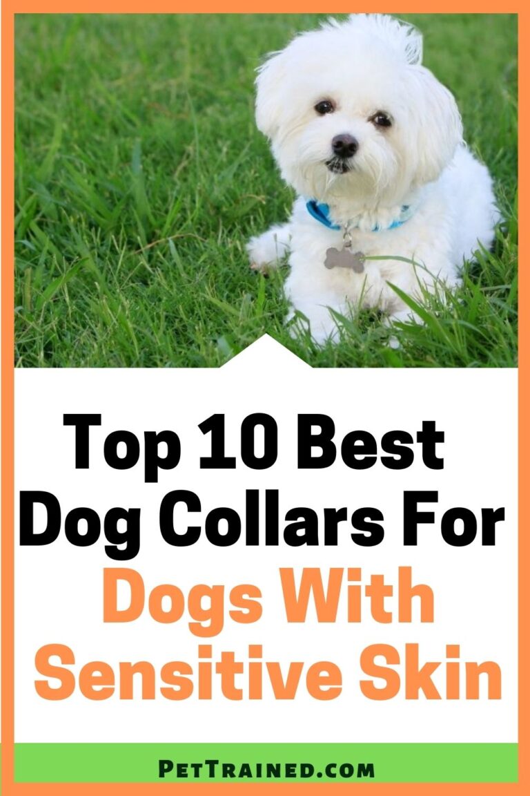 What Is The Best Dog Collar For Sensitive Skin And Necks - Pet Trained