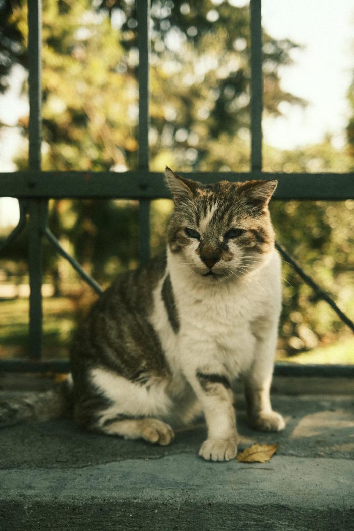 How To Cat Proof A Fence - Pet Trained