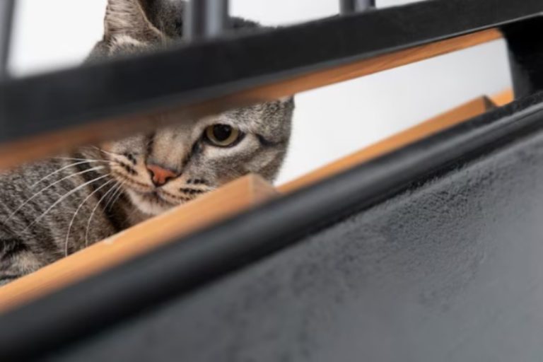 How To Cat Proof Your House - Pet Trained