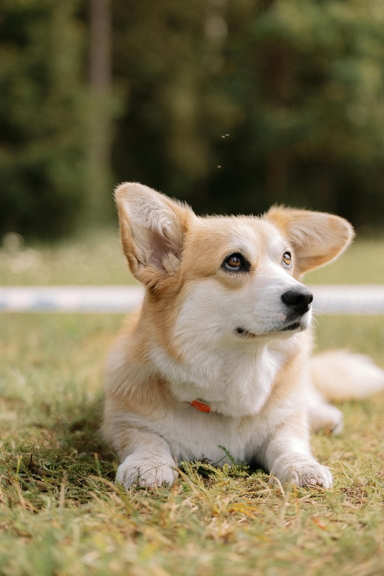 How To Train Your Dog To Crawl - Pet Trained